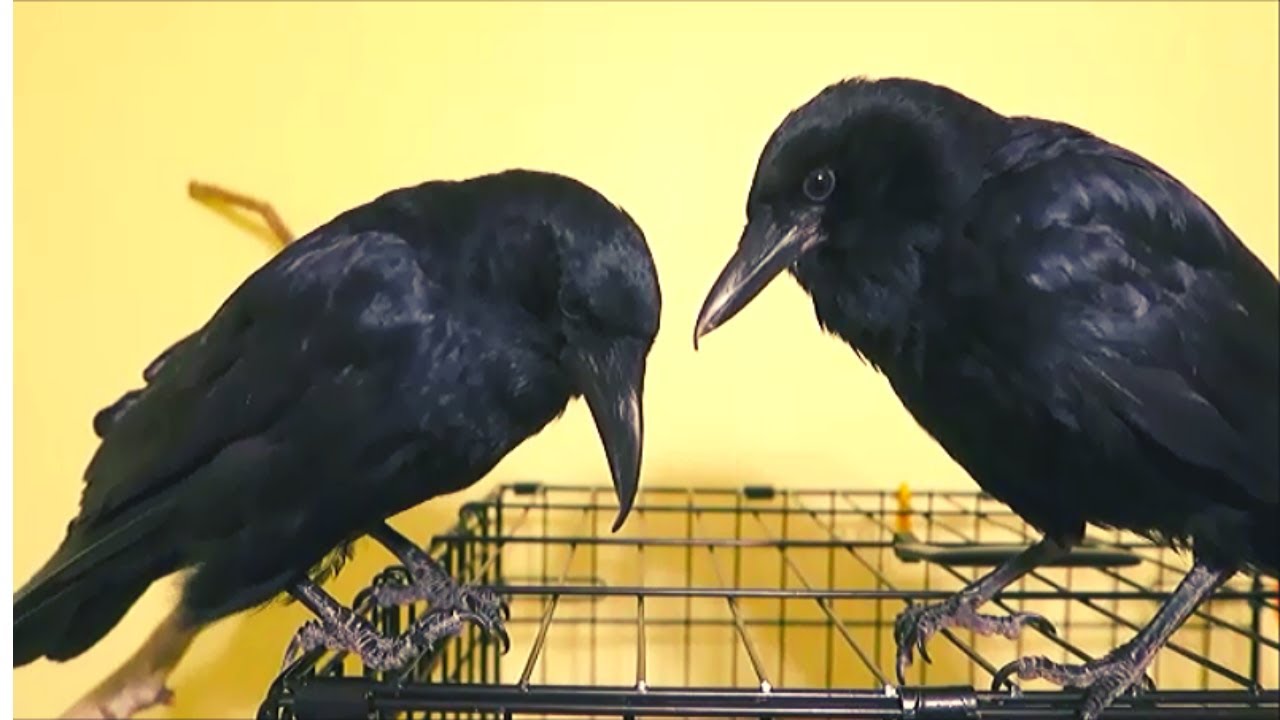 Why do we have these crows in Captivity? - YouTube