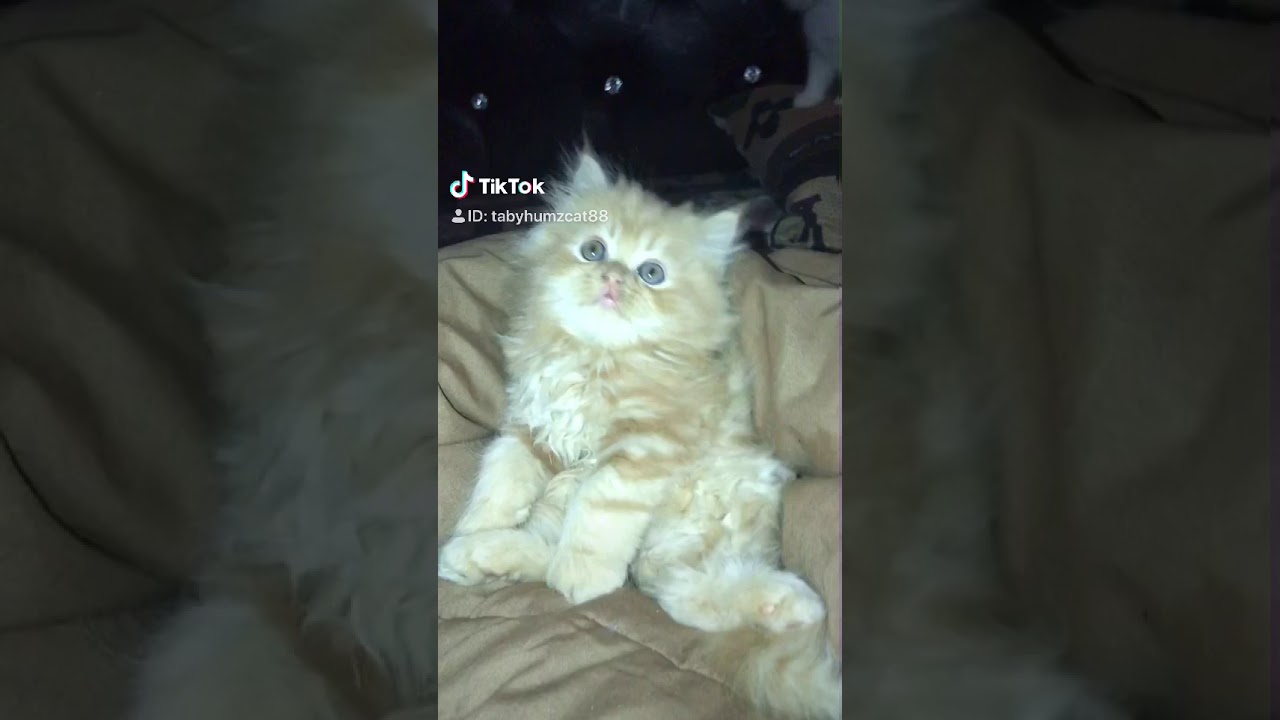 Tiktok Kucing lucu pengemar tiktok viral - YouTube