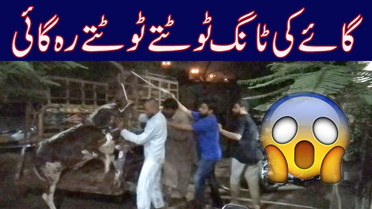 Gain Ki Taang Tottay Tottay Rah Gai | Animal International - YouTube