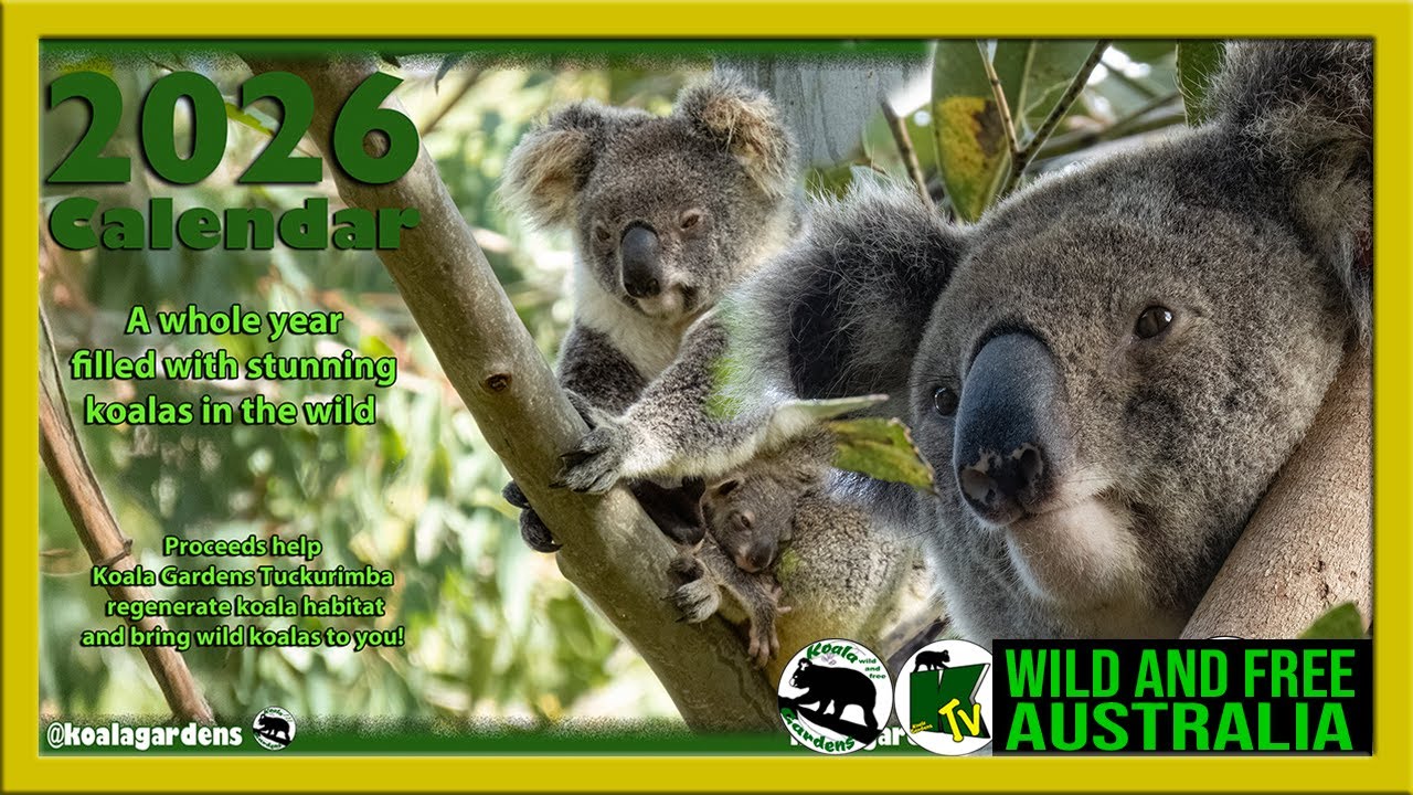 2026 Koala Gardens Calendar is nearly ready! - YouTube