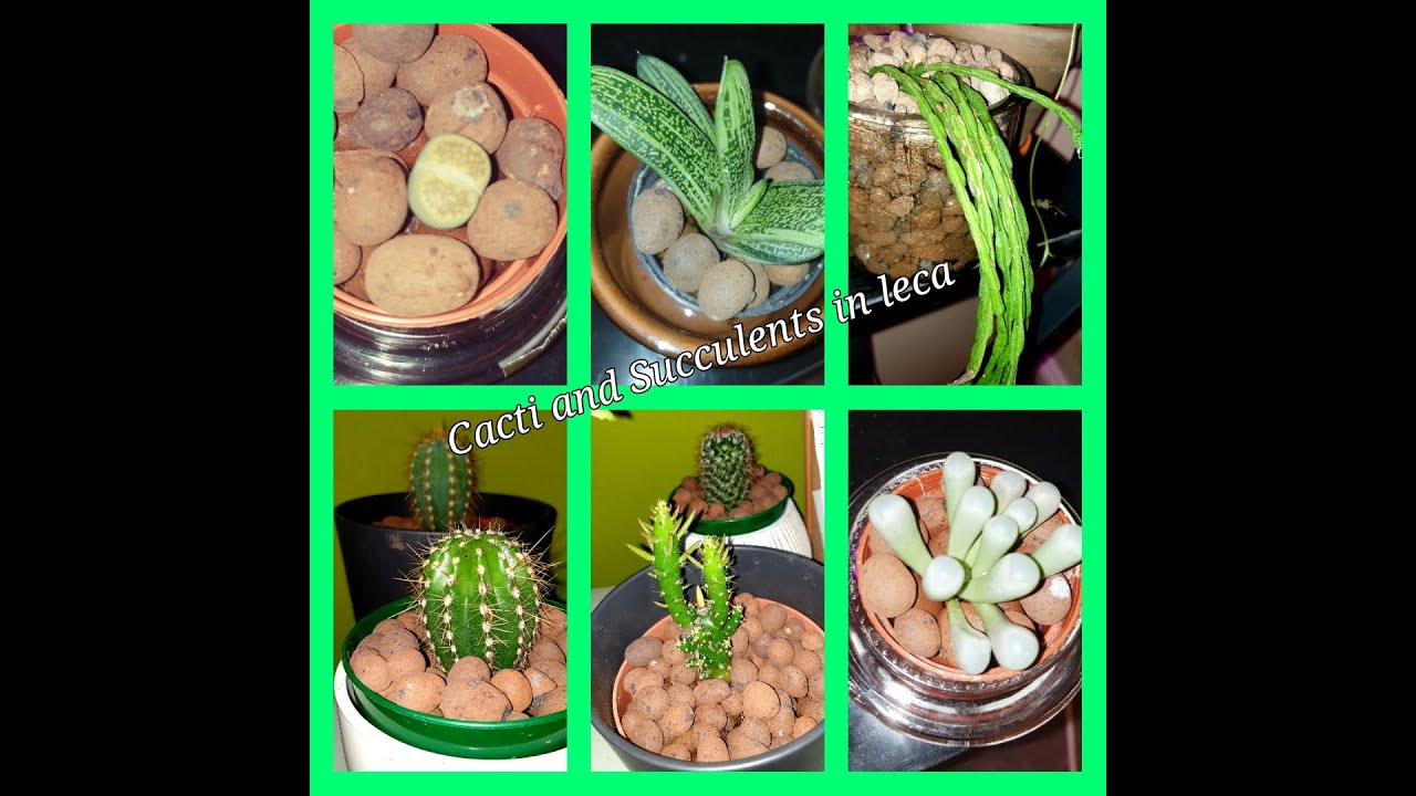 Succulent and Cacti in leca/hydroponics - YouTube