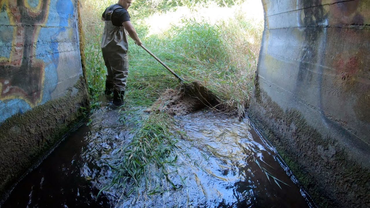 Clearing Out Overgrown Canary Grass Damming Up Culvert | Creek Clean-Up ...