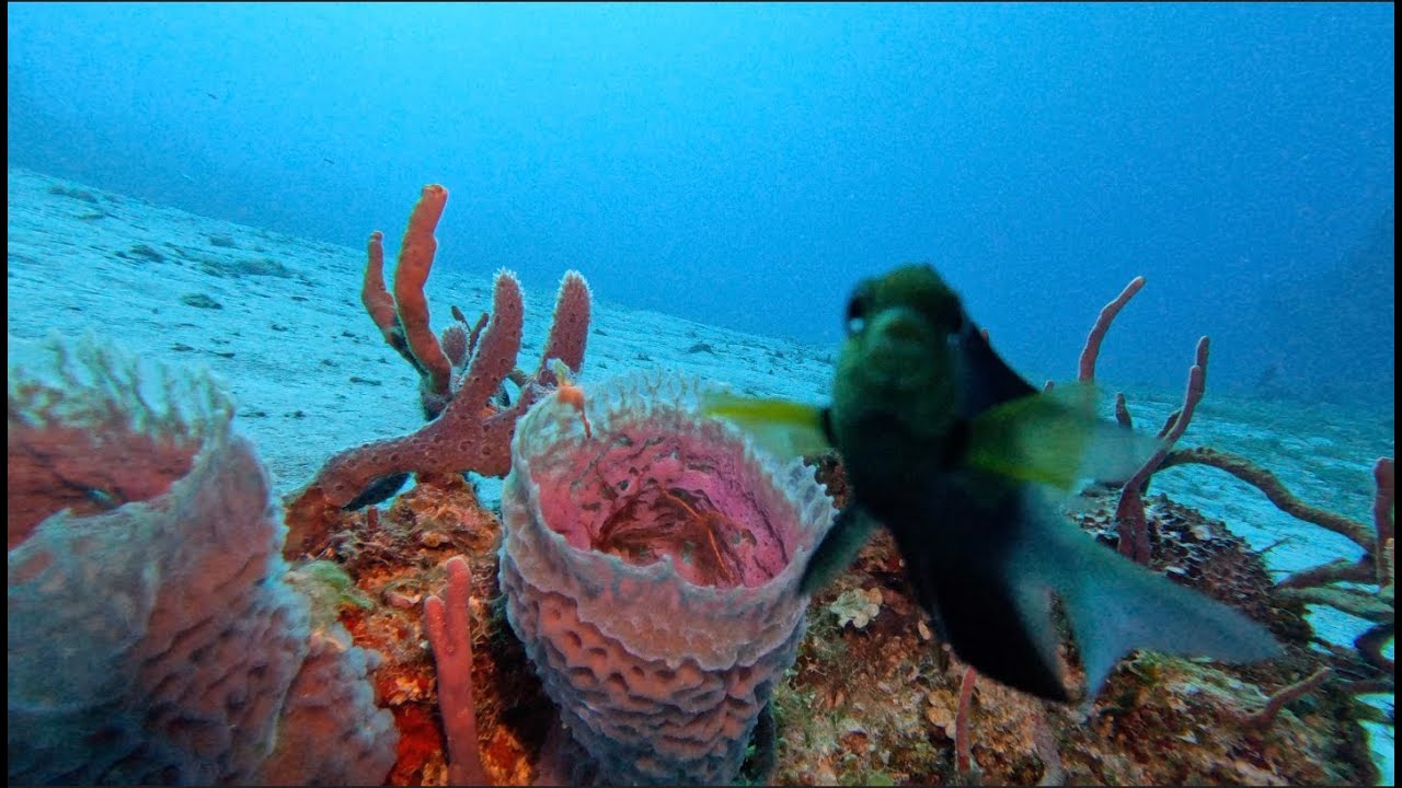 SCUBA Diving with Eddie, Columbia Reef, Cozumel, Mexico 2/11/2023 - YouTube