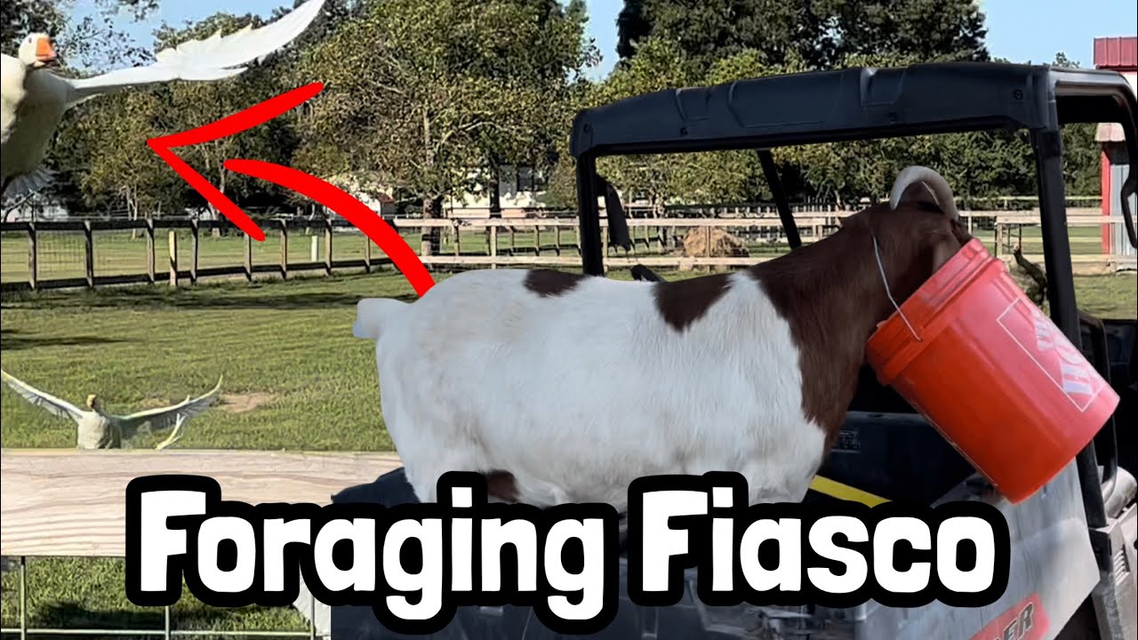 First Foraging Fiasco - YouTube