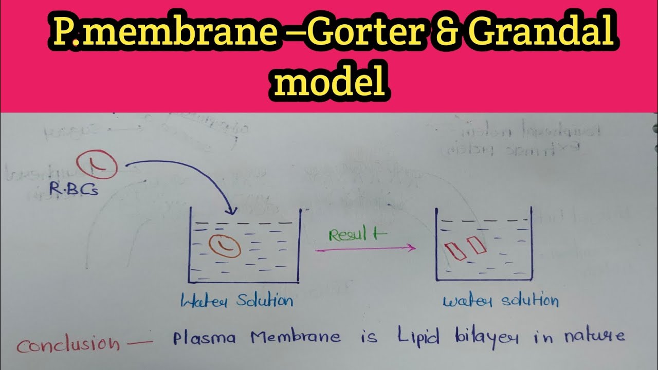 Plasma membrane model Gorter and Grandel model - YouTube