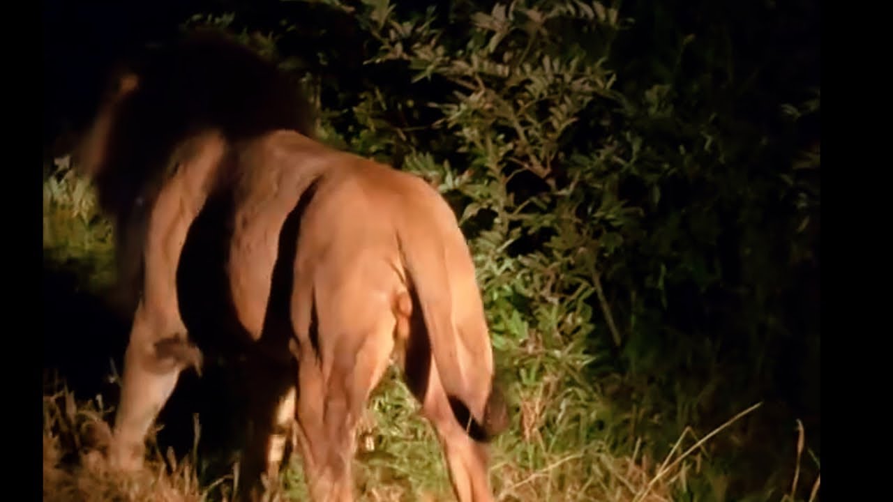 Hoedspruit Male Lion Roaring | They Still in Charge | Father of Late ...