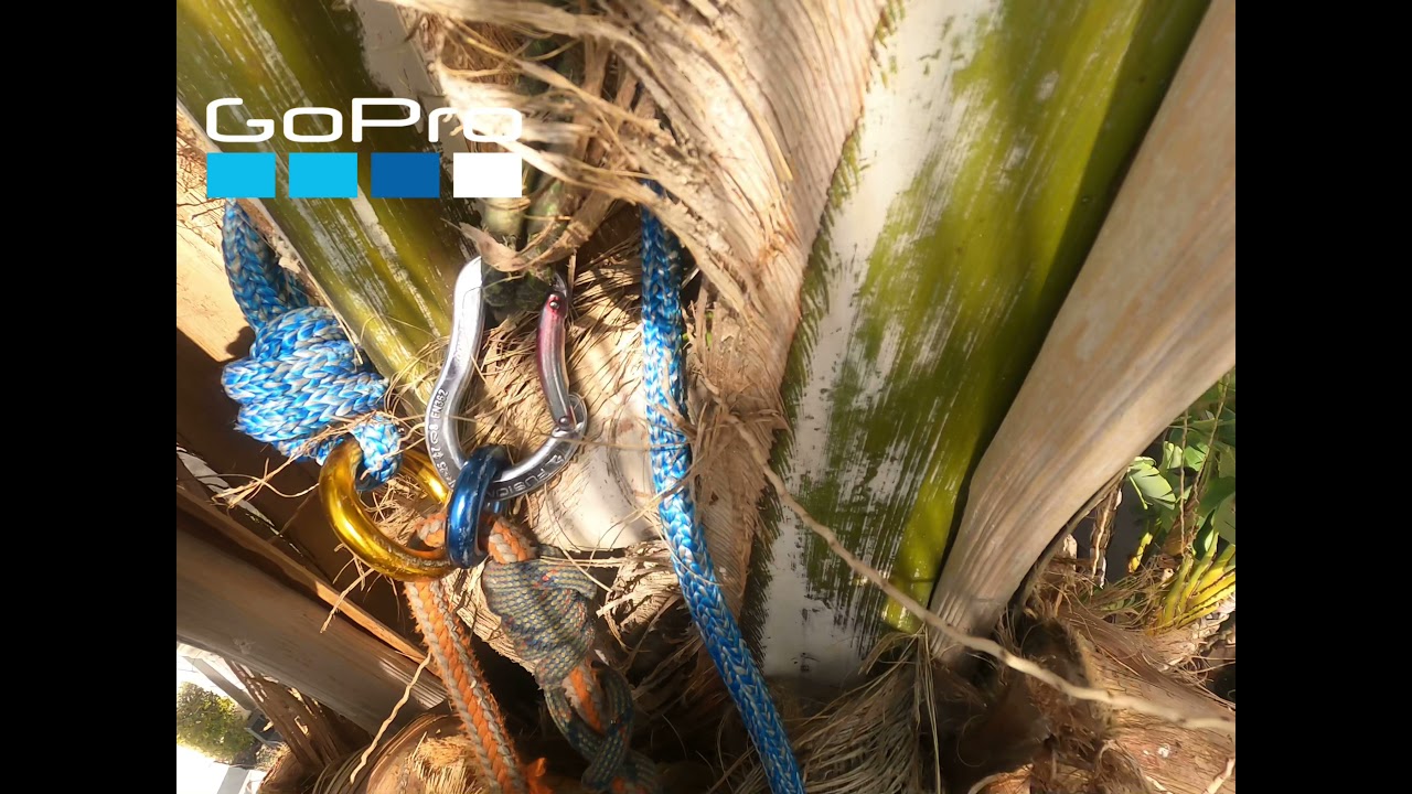 Skinning queen palm tree 🌴 - YouTube