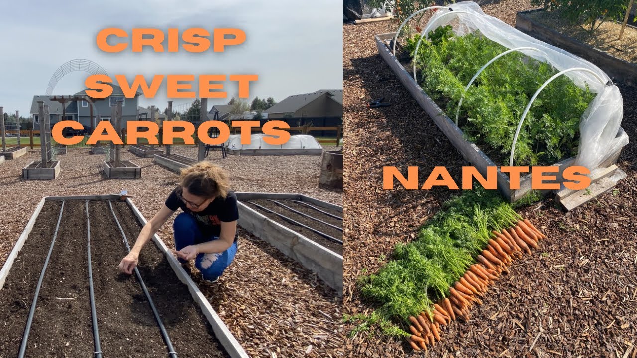 Sow Nantes Carrot Seed, Germination Trick and Carrot Fly Protection ...