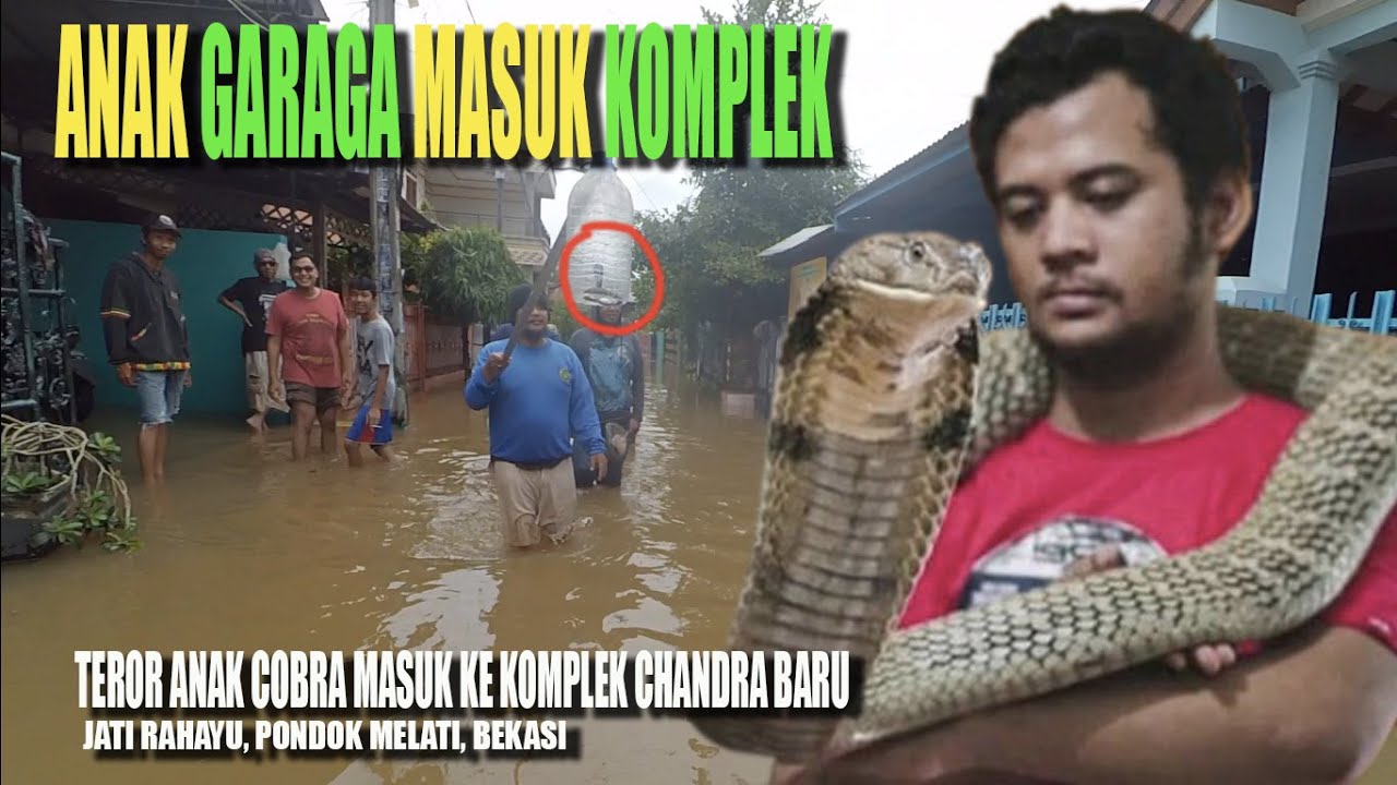 ANAK GARAGA MASUK KOMPLEK // BLACK COBRA SNAKE - YouTube