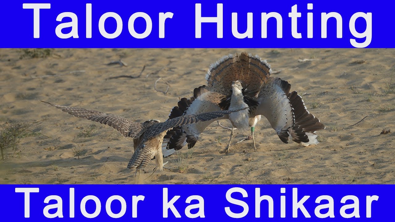 Houbara bastard Hunting in Sindh | Baz sy Taloor ka shikar - YouTube
