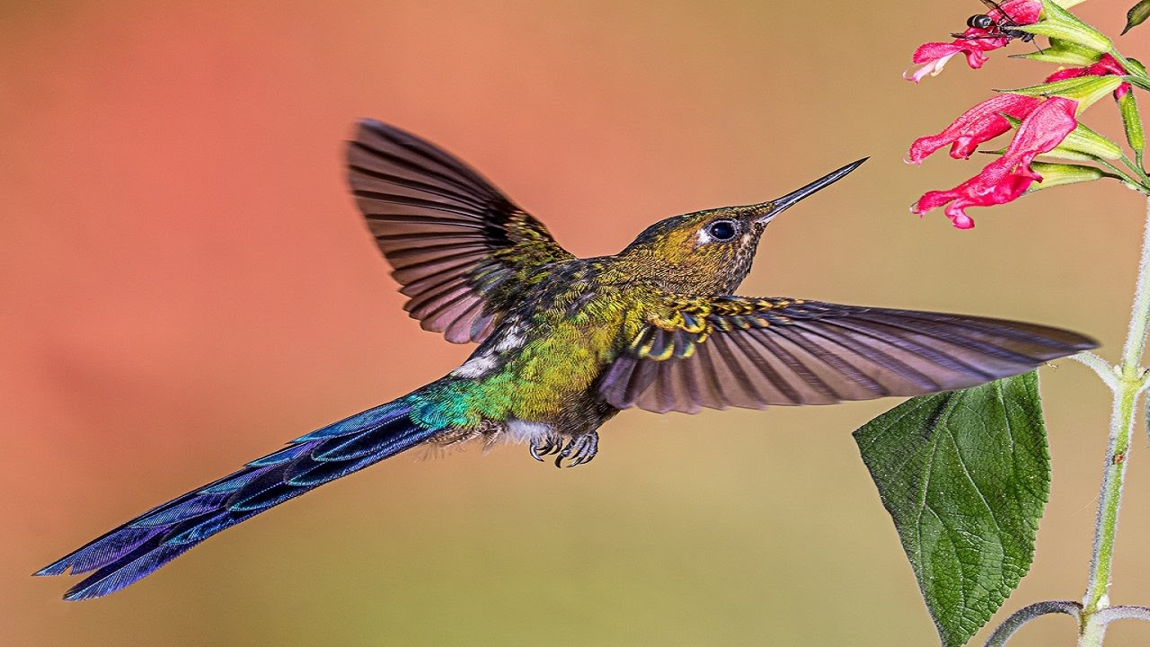 Most Beautiful Humming Bird Ever You Seen - YouTube