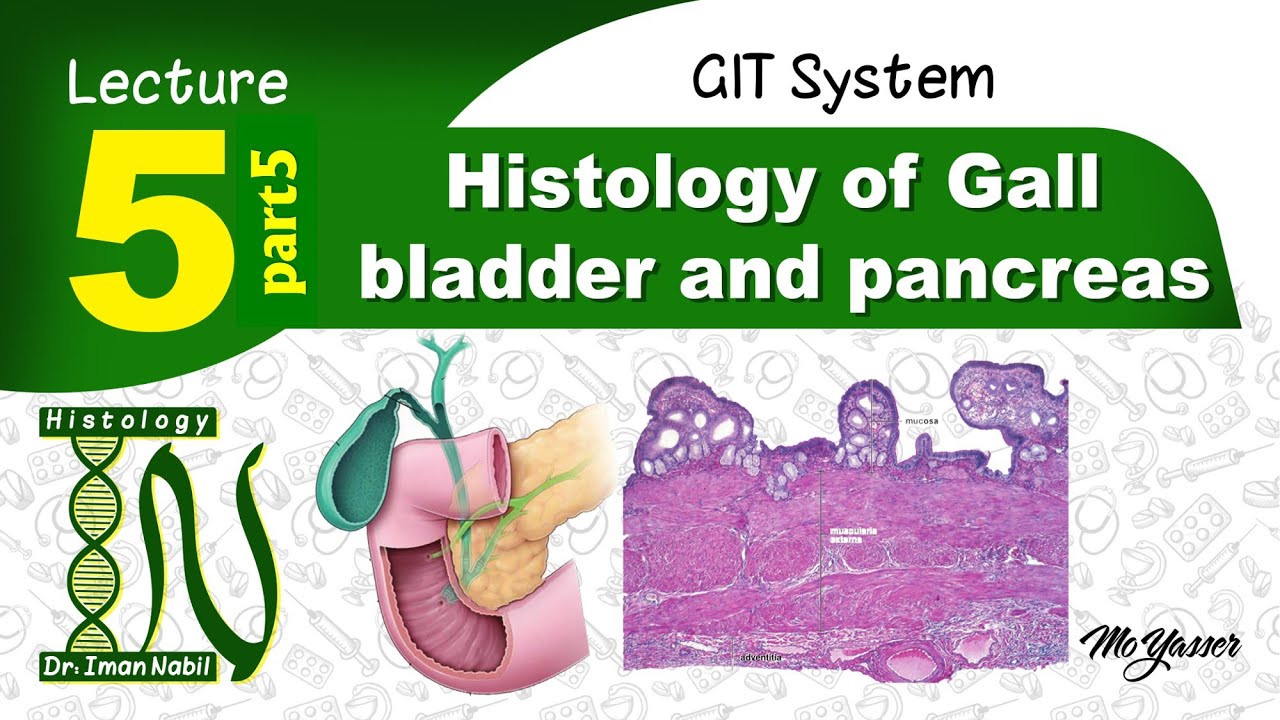 5e-Histology of Pancreas -GIT - YouTube
