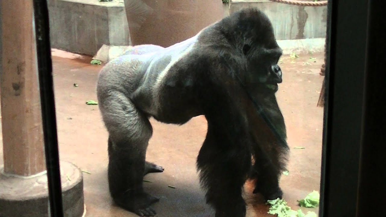 Gorilla Growls - YouTube