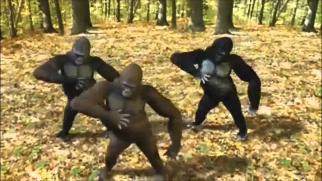 macaco dançando zoológico de teresina - YouTube