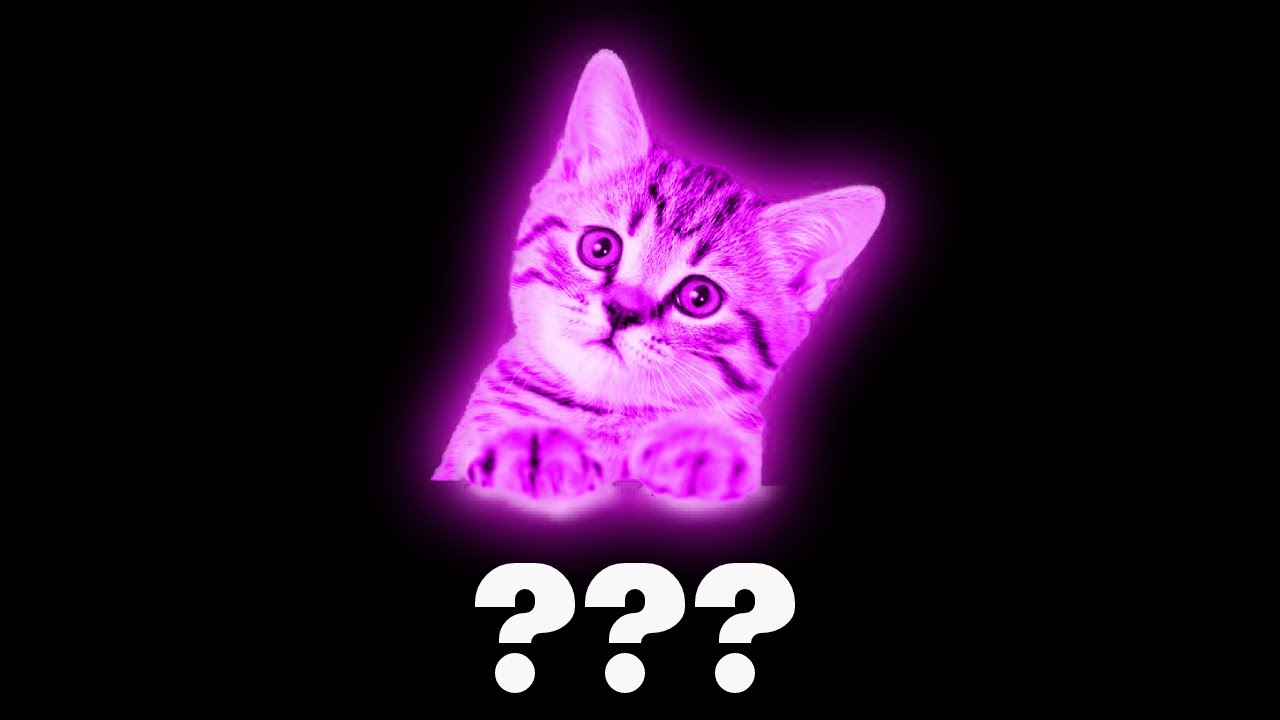 18 Kitten "MEOW" Sound Variations in 35 Seconds - YouTube