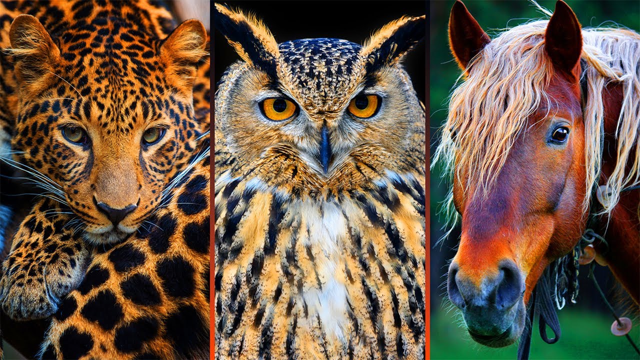 The 20 Most Beautiful Animals on Earth - YouTube