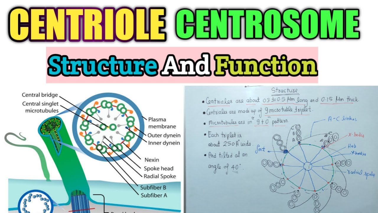 CENTRIOLE /CENTROSOME : Structure And Function #Cenriole #Centrosome # ...