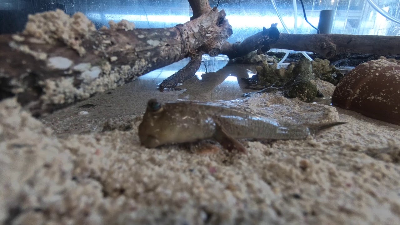 Mudskipper roaming on land - YouTube