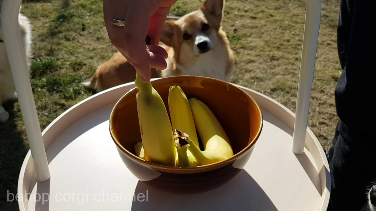 bebop corgi - bananas - YouTube