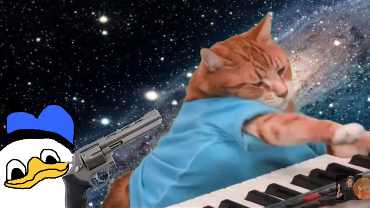 GATO TOCANDO PIANO!!!!! - YouTube