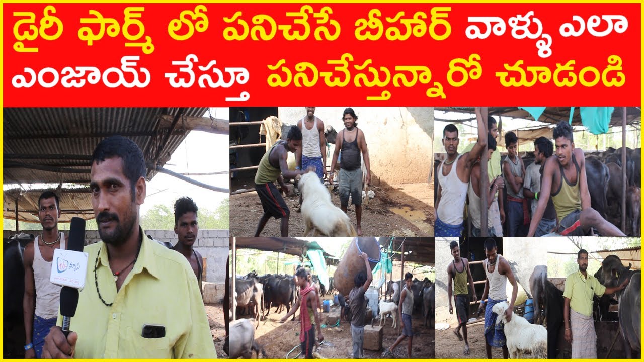 See how the Bihar workers at Dairy Farm are enjoying it | BiharWorkers ...