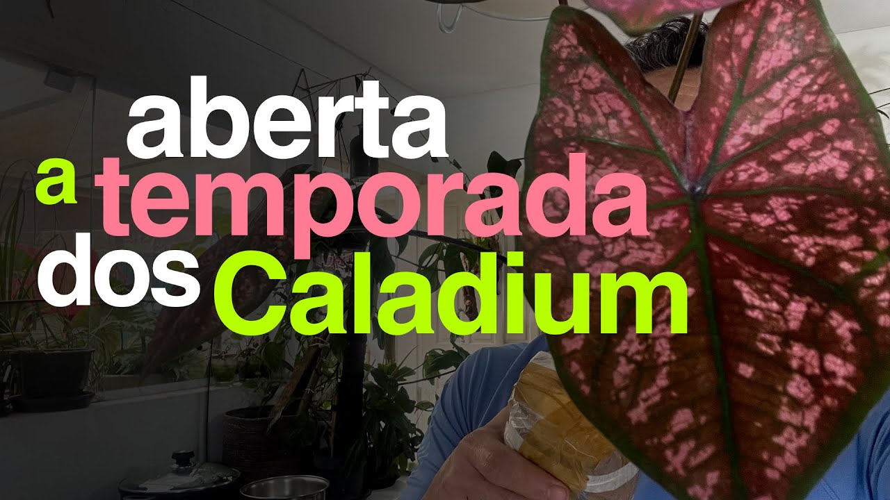 Cultivo de Caladium - DICAS COMPLETAS | Jardineiros Urbanos por Flay ...