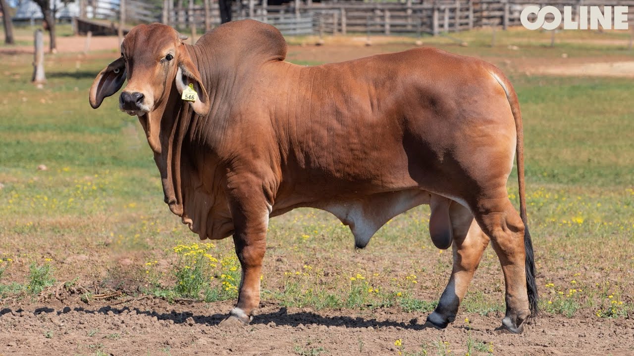 LOT 546 - OOLINE BRAHMAN WEEK 2024 - YouTube