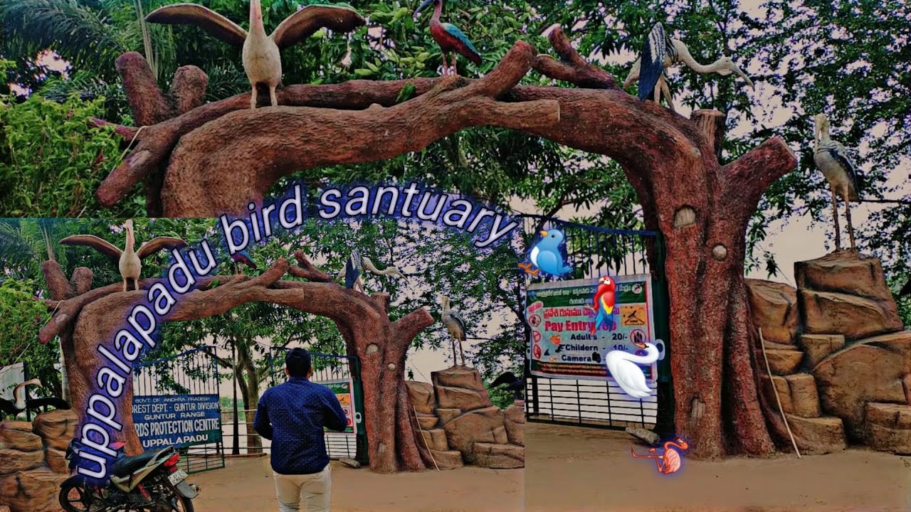 uppalapadu bird sanctuary 🦩🦢🦜🦤 full video#bird sanctuaries - YouTube