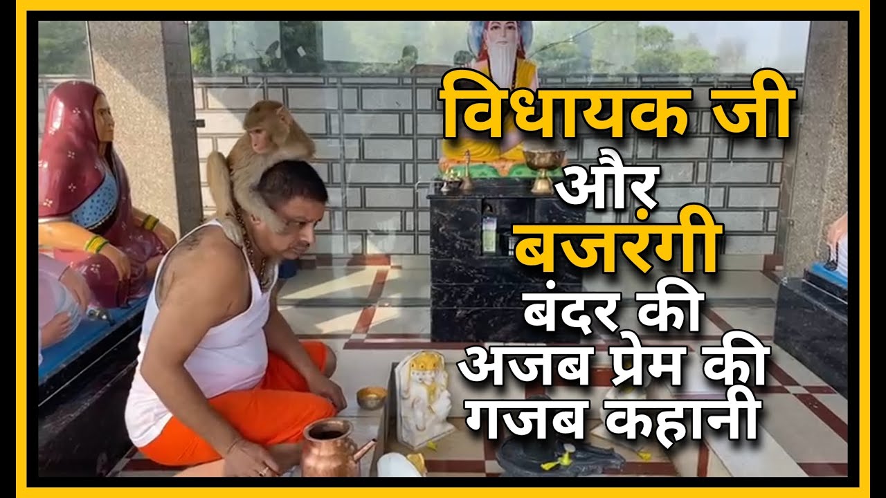 नेता जी और 'बंदर बजरंगी' की अजब प्रेम की गज़ब कहानी हुई Viral | Viral Stringer - YouTube