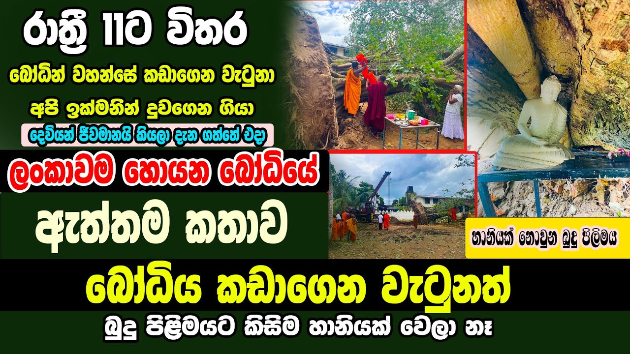 බෝධින් වහන්සේ කඩාගෙන වැටුනත් බුදු පිලිමයට හීරීමක්වත් නෑ, ලන්කාවම කතාවෙන ...