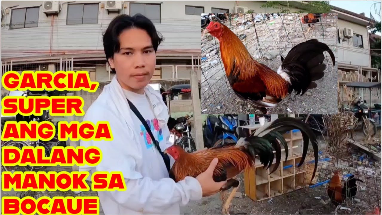 VLOG UPDATE SA MGA PRESYO NG MANOK PANABONG SA BULACAN - YouTube