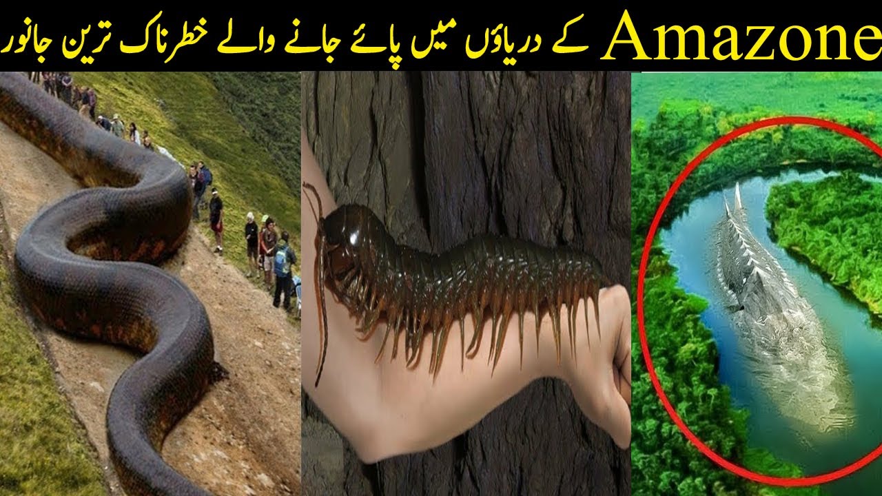 Most Dangerous Animals Of Amazon | دنیا کے سب سے خطرناک جانور | Arouse ...