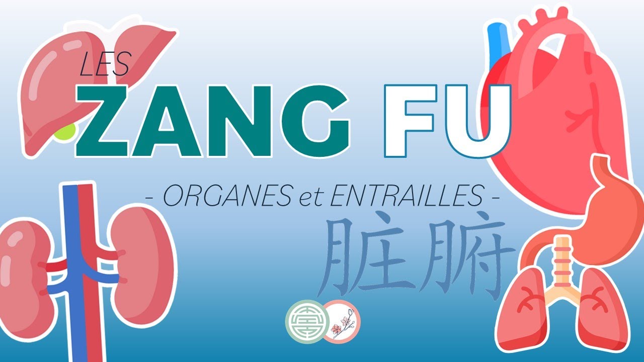 #3 - Les ZANG FU / Organes et Entrailles - Médecine Traditionnelle ...