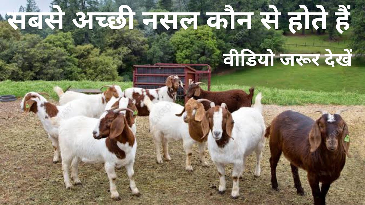 top 5 बकरियों की दुधारू नस्लें || bakriyon kinasl || goat breed ...