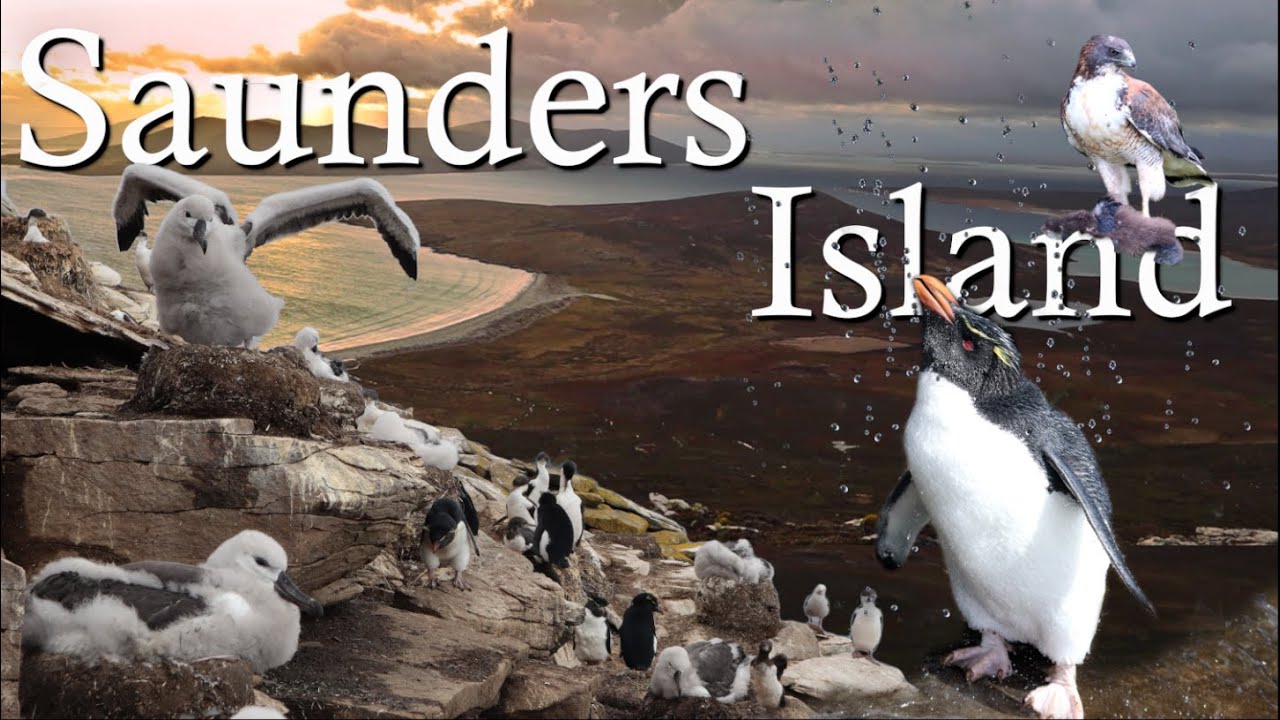 Saunders Island: Remote Wilderness and wildlife [Falkland Islands ...