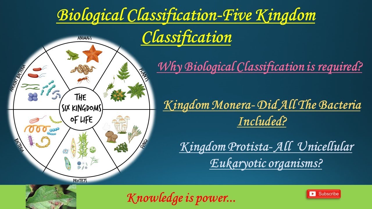 Bacteria to Animals: Five Kingdom Classification II Biological ...