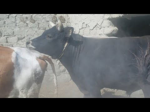 Must Watch Black Bull Try To Impress Cow | Animals Earth |