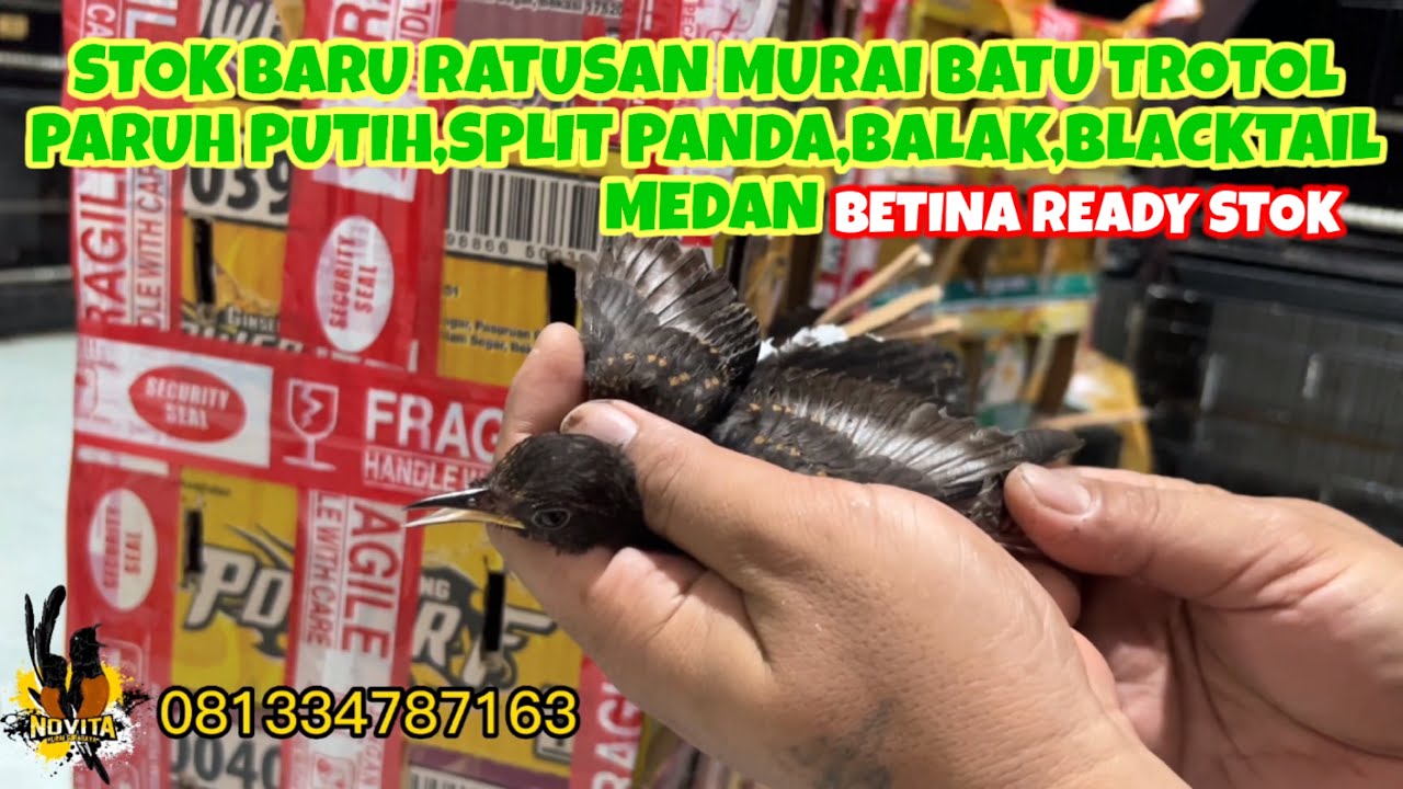 AGEN MURAI SURABAYA BONGKAR TROTOL PARUH PUTIH SPLIT PANDA,BALAK ...