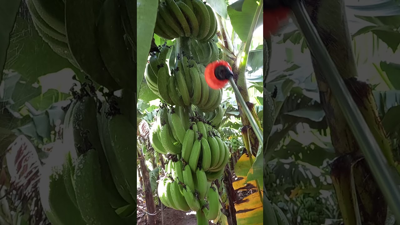 spraying the banana bunches... - YouTube
