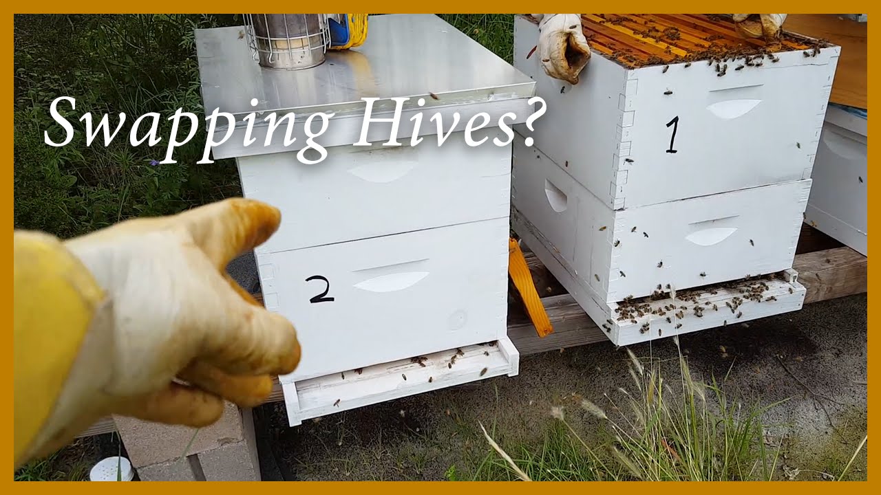 Honey Bees - Swapping Positions to Balance the Hives (using hive drift ...