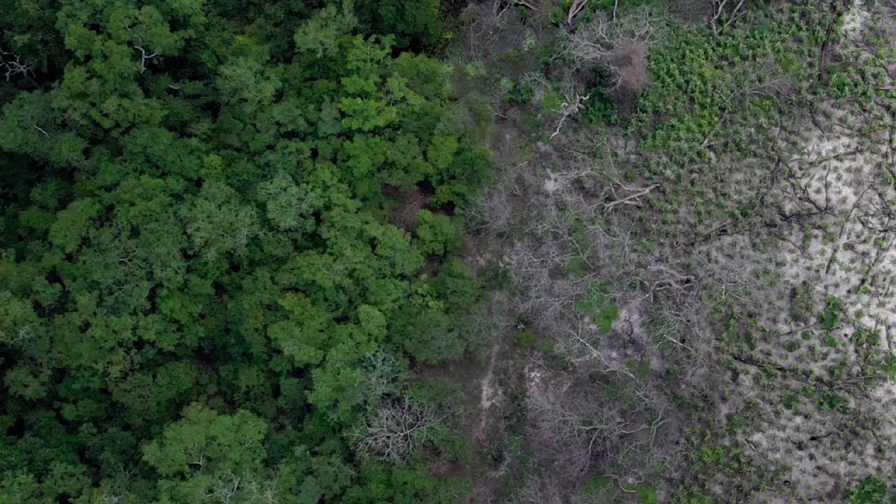 Using forest business to restore forest values - YouTube