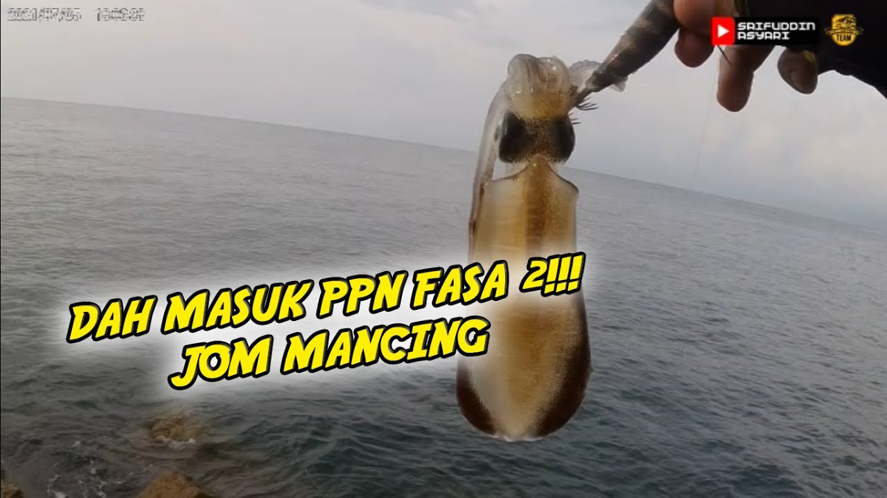 IKAN REMBAT EGI, DAPAT SOTONG CURUT (05072021) - YouTube