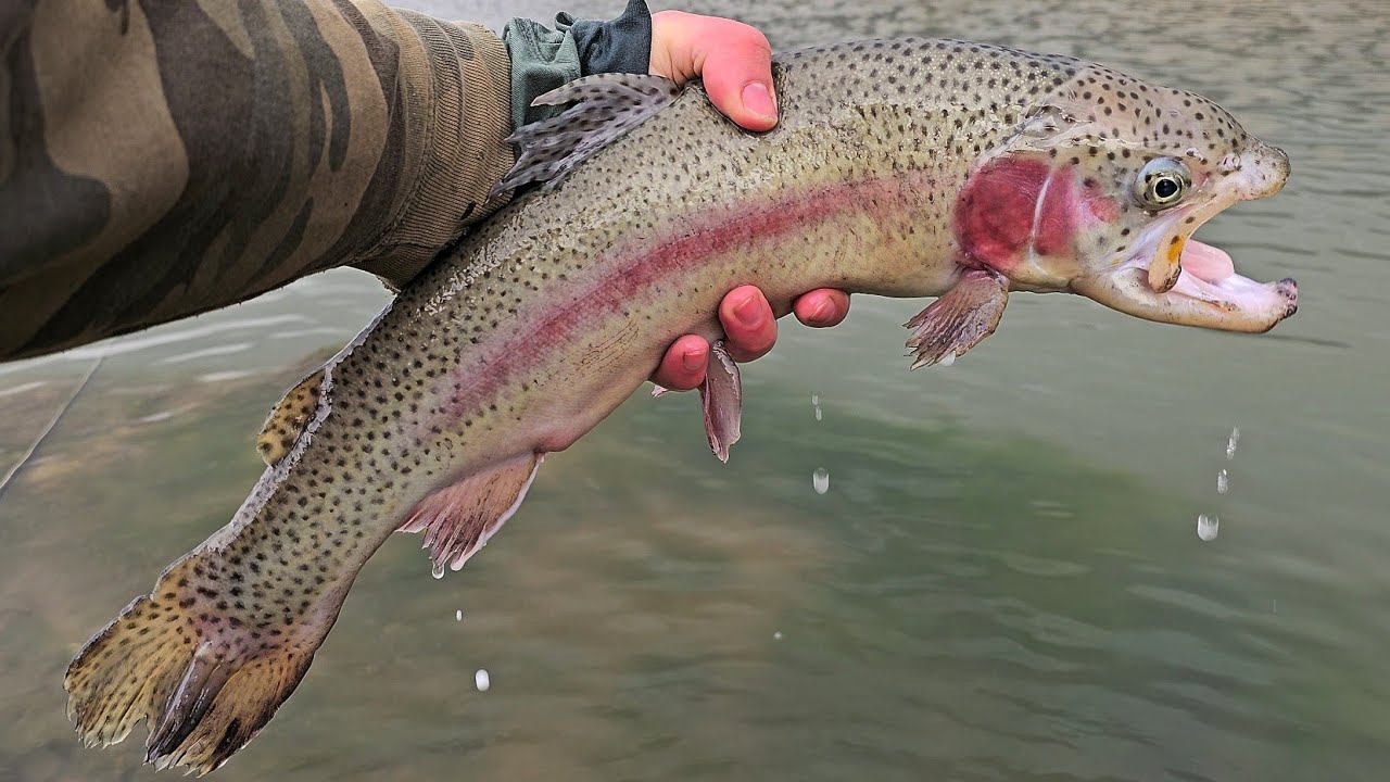 Catching Big Rainbow Trout at a Stocked Pond - YouTube