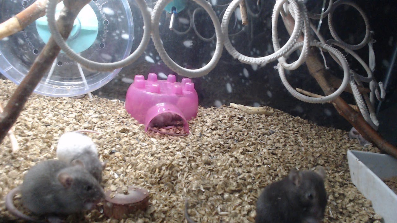 Atlantis Critter Cam #333 3-4 week old baby rats: Dumbo, Marten, Rex ...