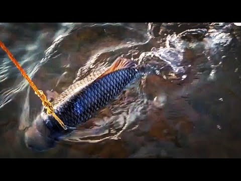 king size roho fish catching amazing hand fishing in indian odisa ...
