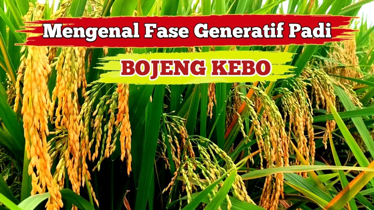 Fase Generatif Padi Bojeng: Pengisian Bulir Padi yang Menakjubkan - YouTube