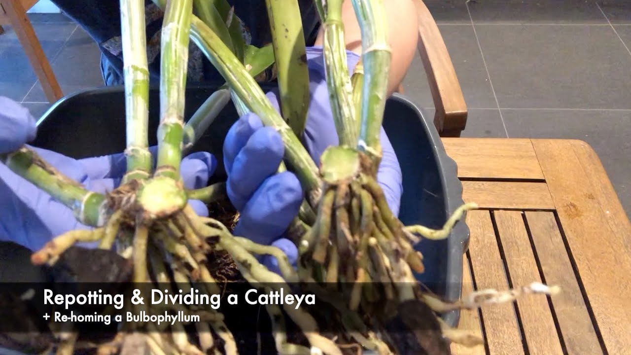 ORCHID CARE: Repotting & Dividing a Cattleya and a new home for my only ...