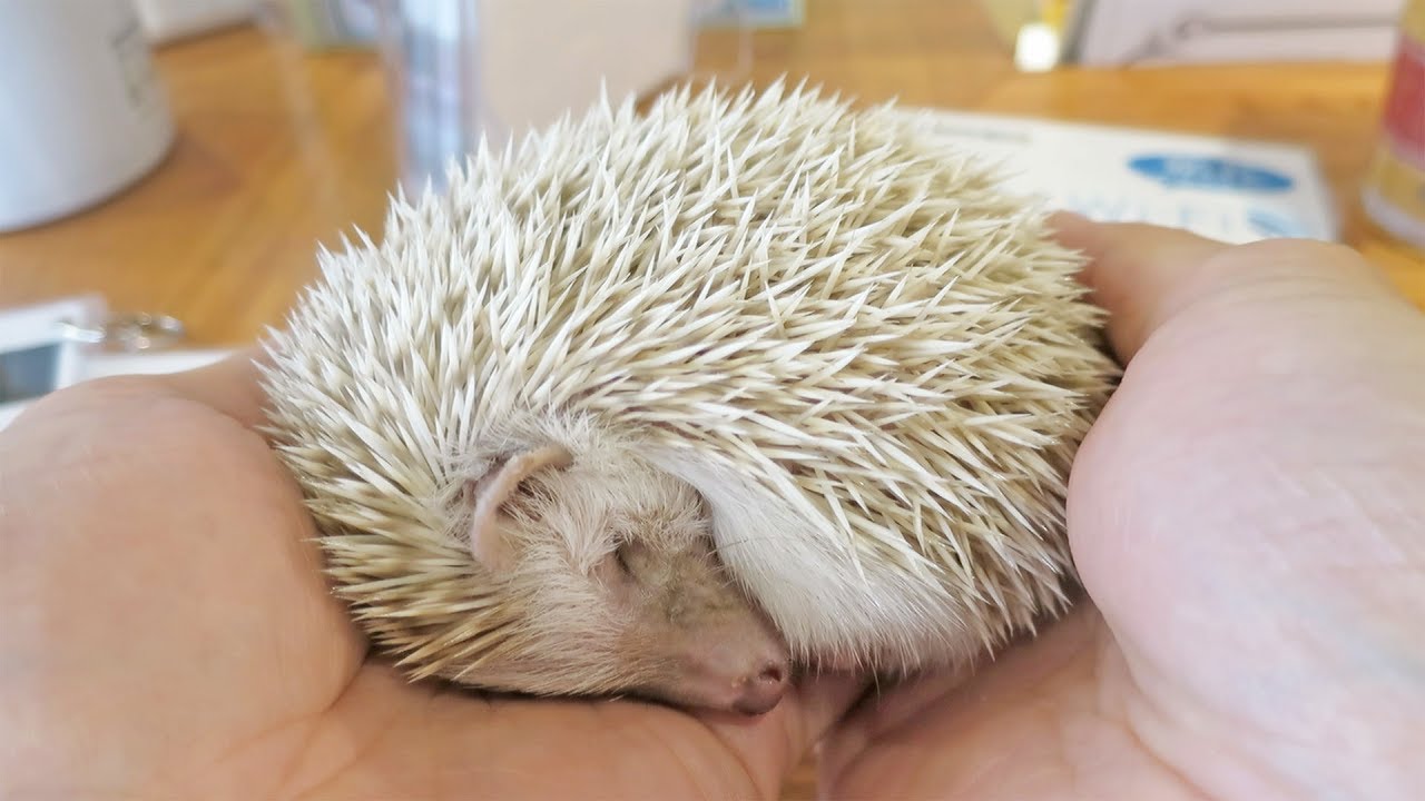 Japan's HARRY Hedgehog Cafe - So Cute! - YouTube