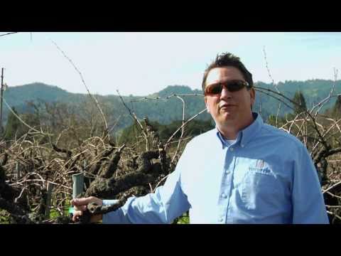 Pruning Old Vine Zin by Vinoptic