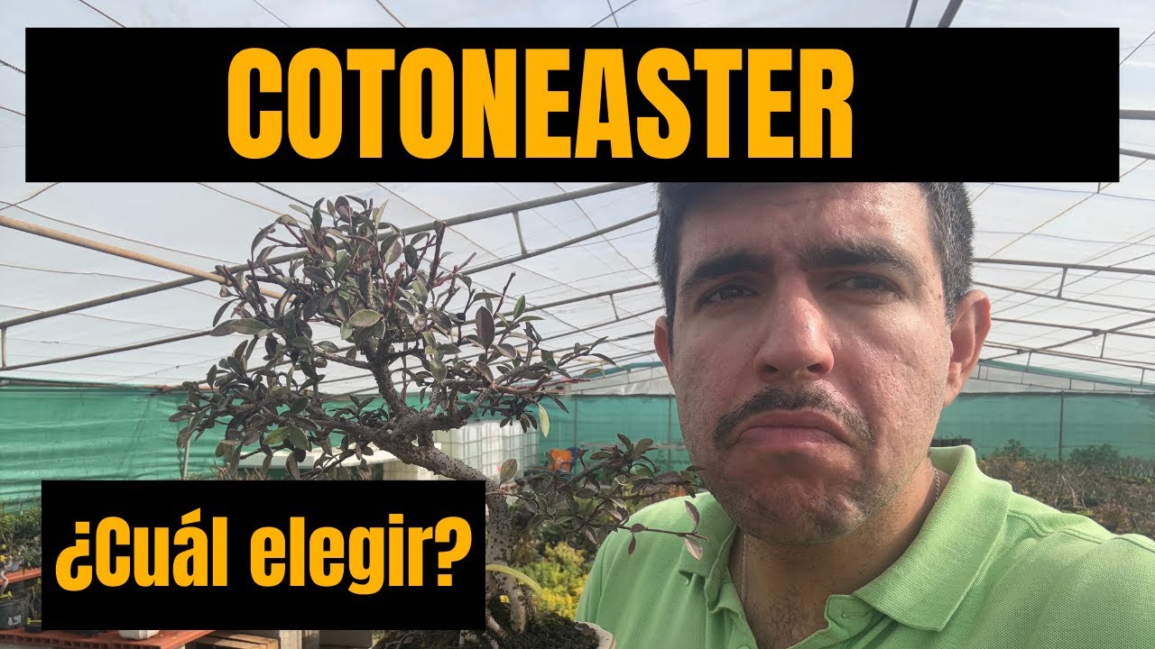 Diferencias entre Cotoneaster: Horizontalis, Microphyllus y Franchetti ...